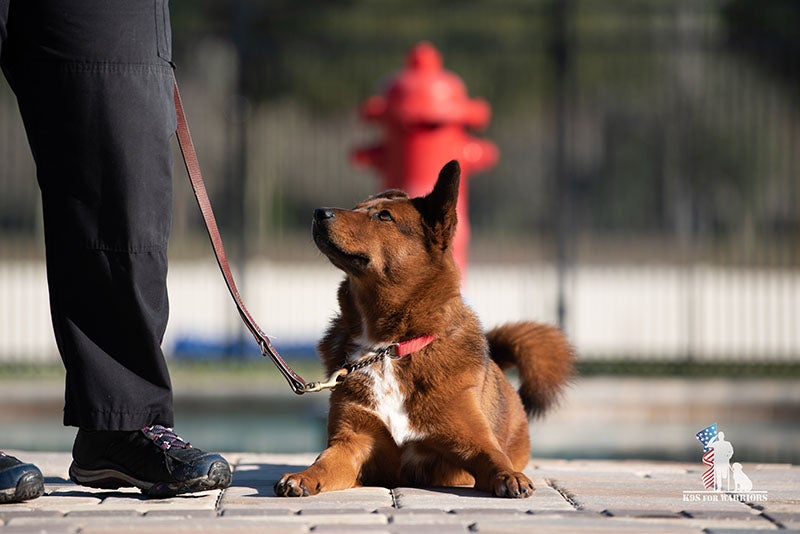 A Warrior’s Best Friend - Centerstone